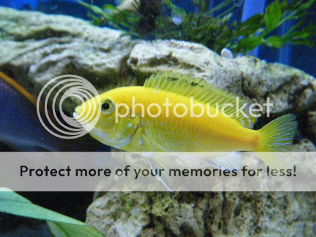 Yellow Lab Variation | Cichlid Fish Forum