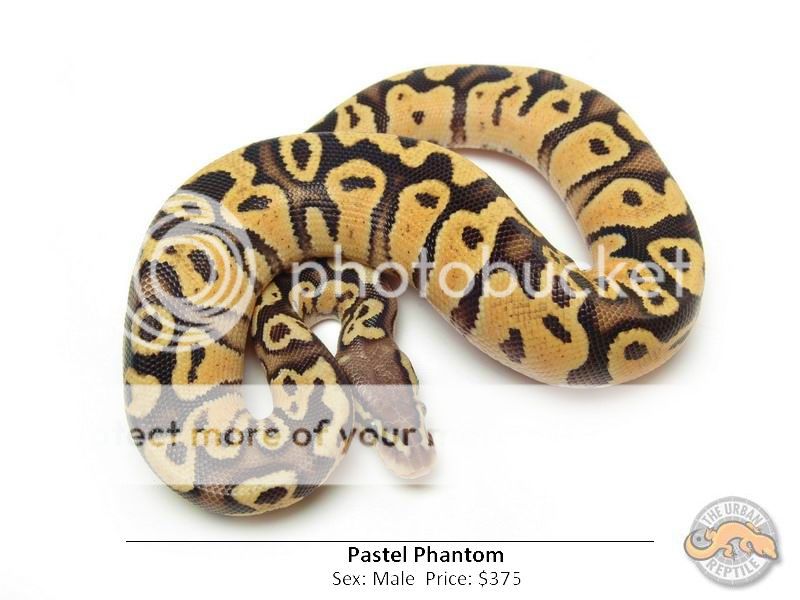 US - Royal Pythons* | Reptile Forums